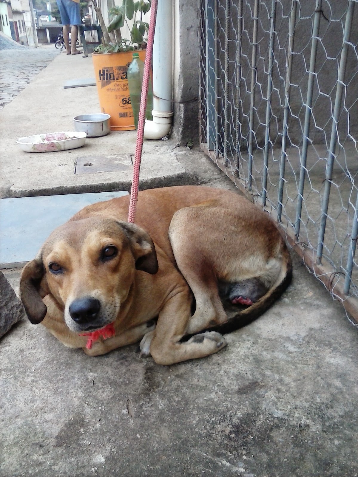 ANIMA: TUMOR DE STICKER