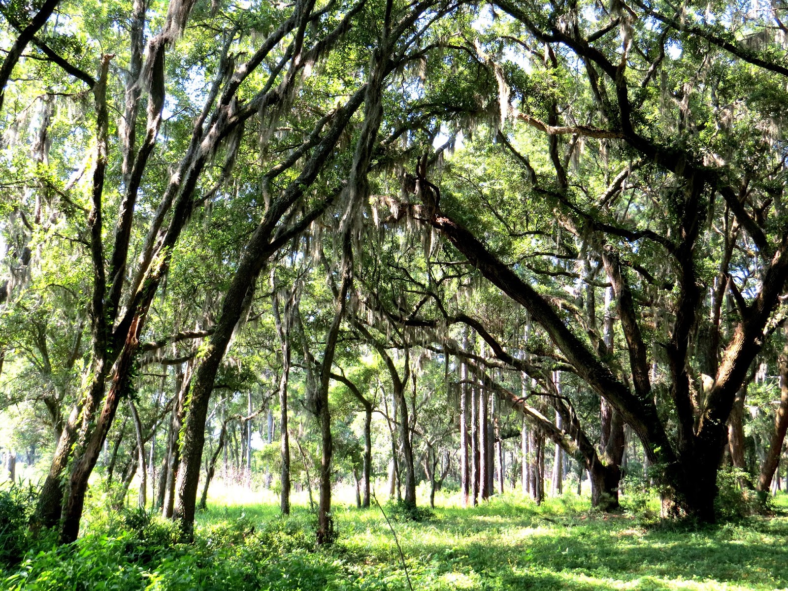 BirdsEyeViews: Santee Coastal Reserve WMA
