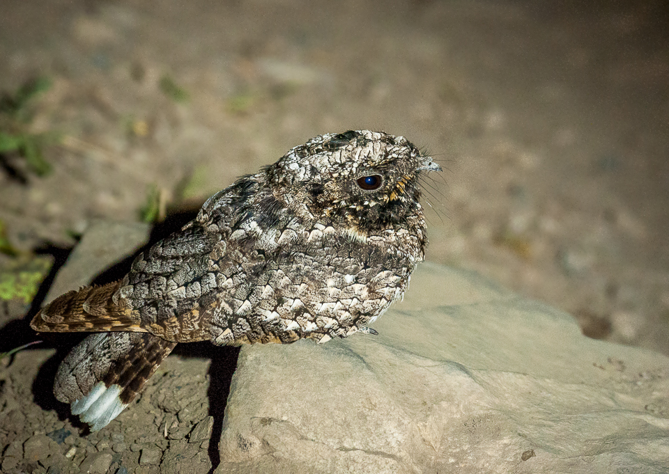 Common Poorwill