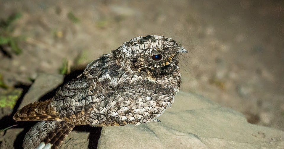 NeoVista Birds and Wildlife: Monitoring a Common Poorwill Nest Site