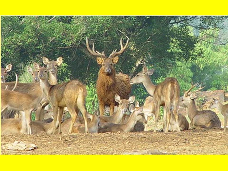 SHAFAIZ AGRO FOOD MARKETING: INDUSTRI PENTERNAKAN RUSA