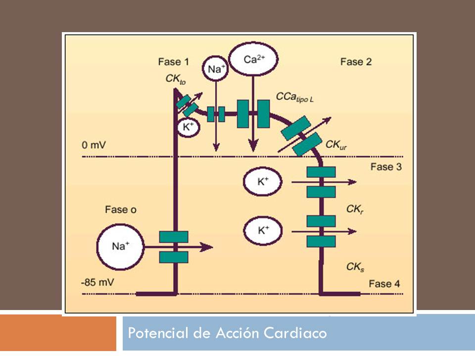 Fisiología Básica & Médica.: Potencial de Acción Cardiaco.