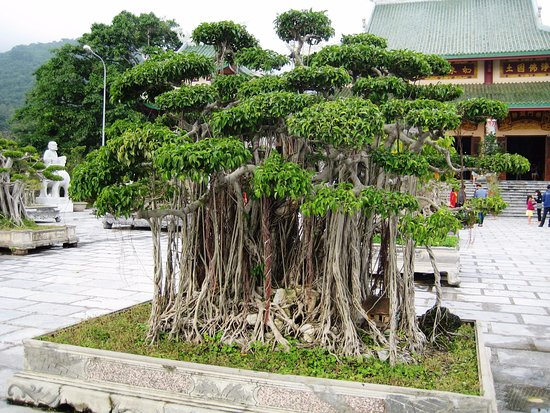Aswatha Vruksha Stuti - (Prayer to the Banyan Tree)