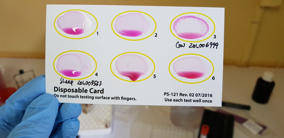 Rose Bengal Test - Microbiology Laboratory Turkey