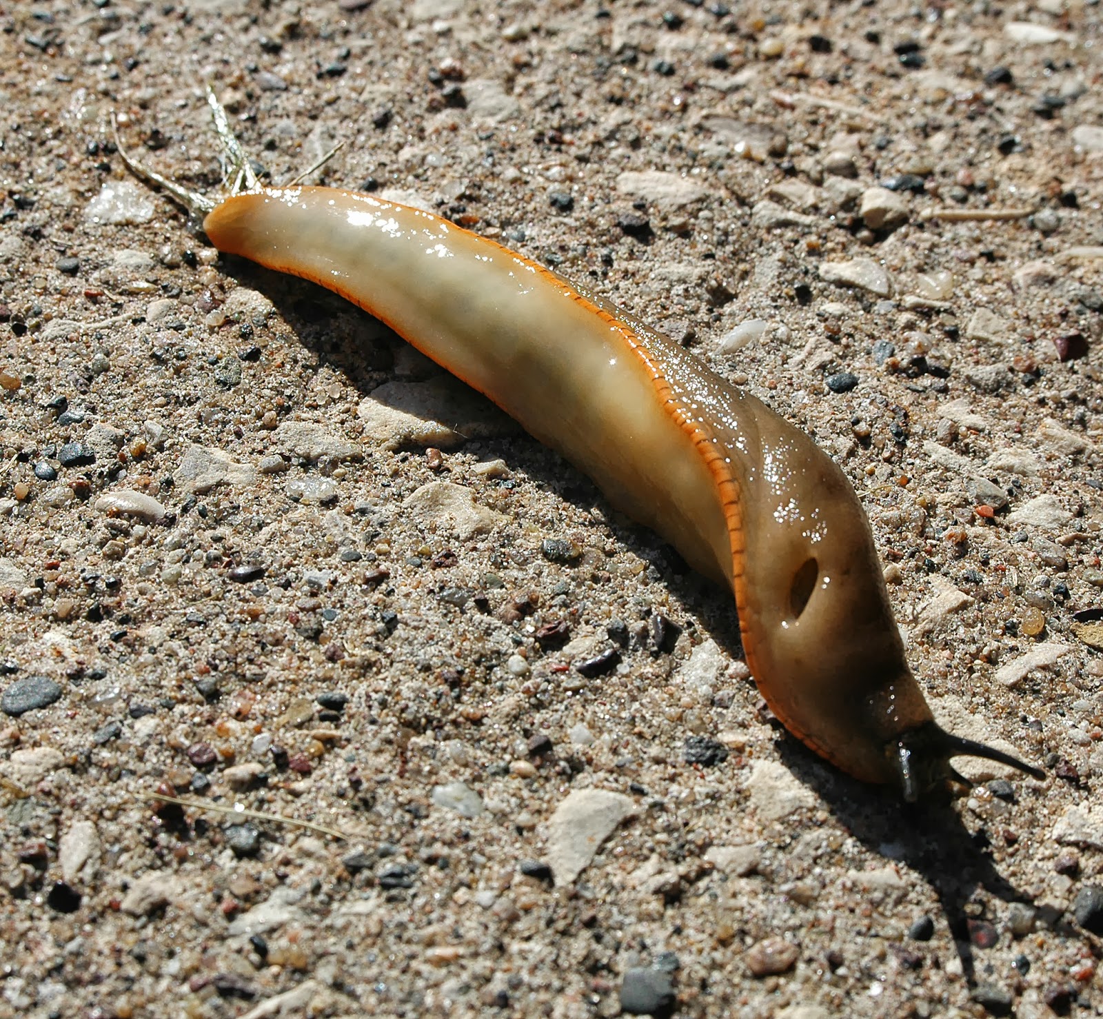 Shallow Thoughts from Iowa: Arion fasciatus slug, I think - look at ...
