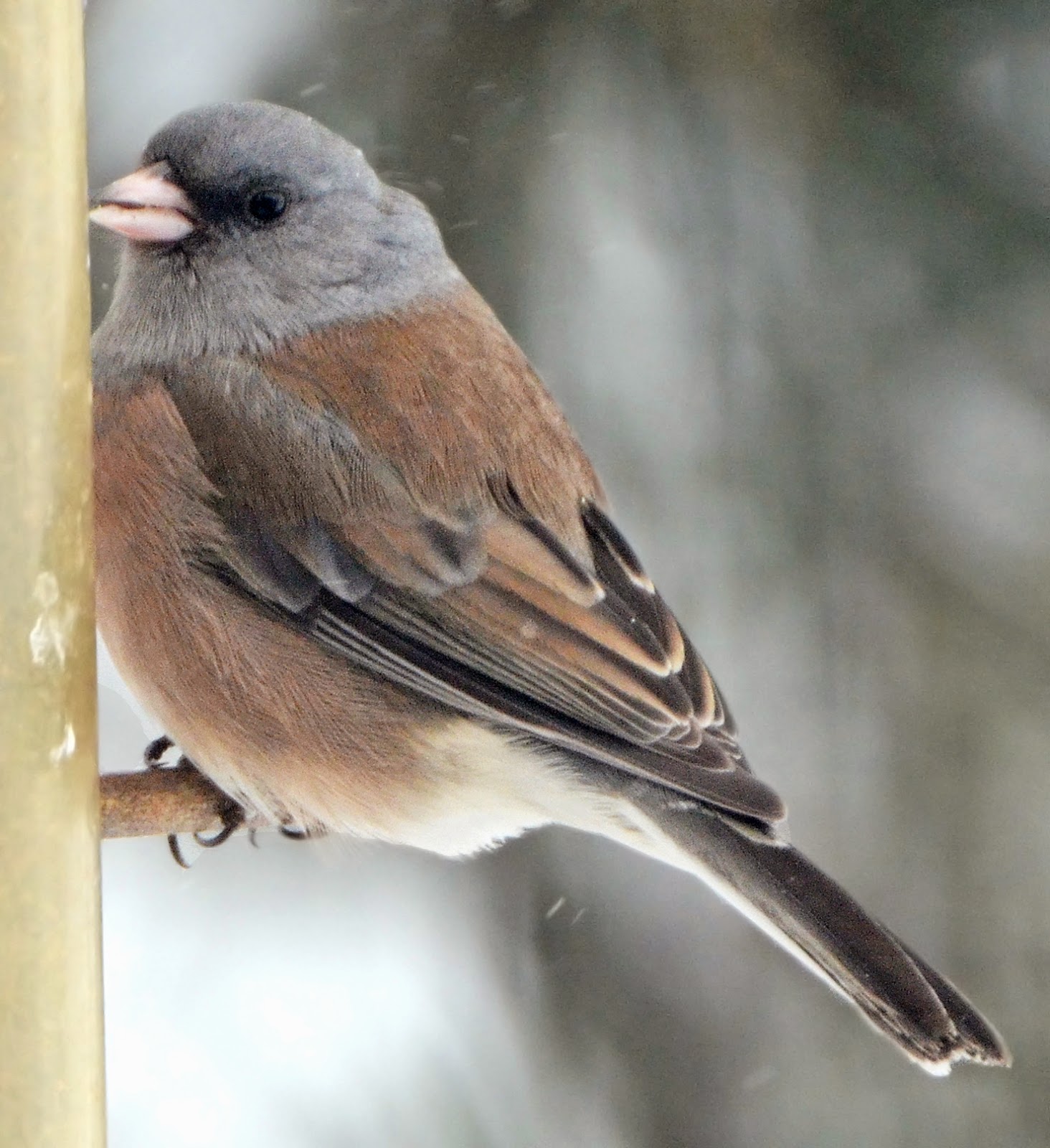 Bird Hybrids: Dark-eyed Junco intergrades - Pink-sided Junco x Grey ...