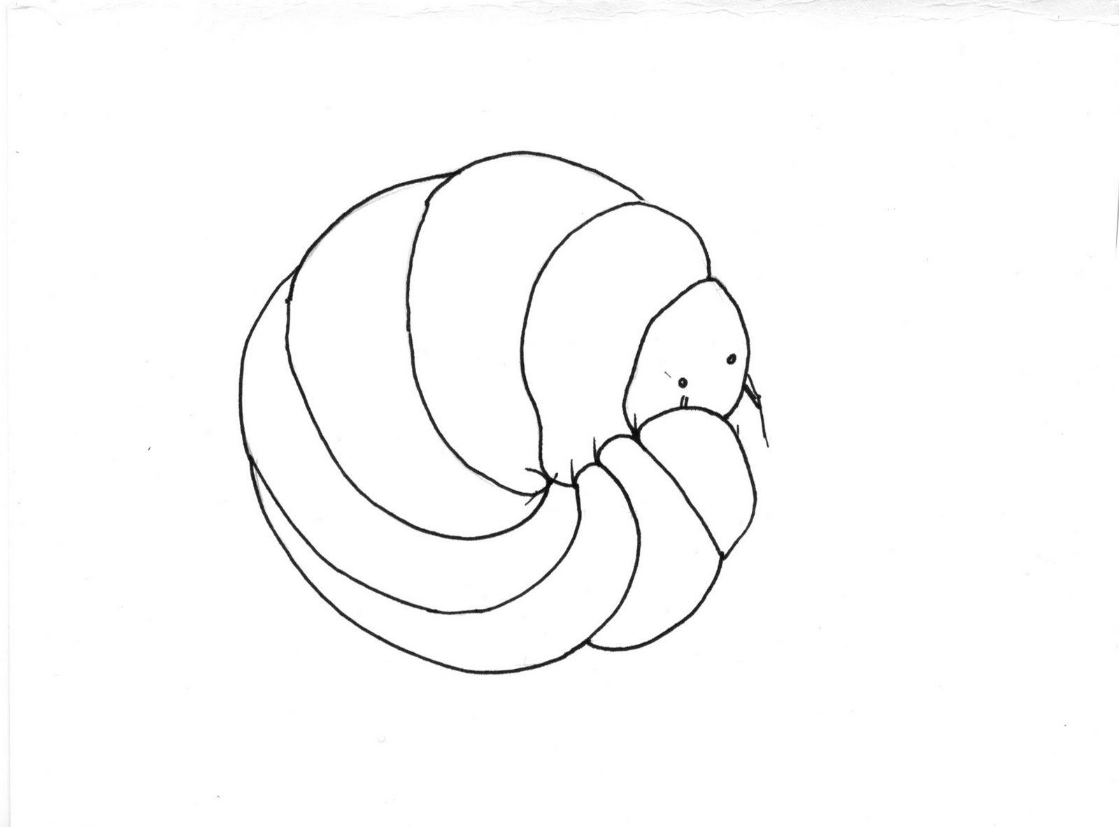 Rolly Polly Bugs Coloring Pages Coloring Pages
