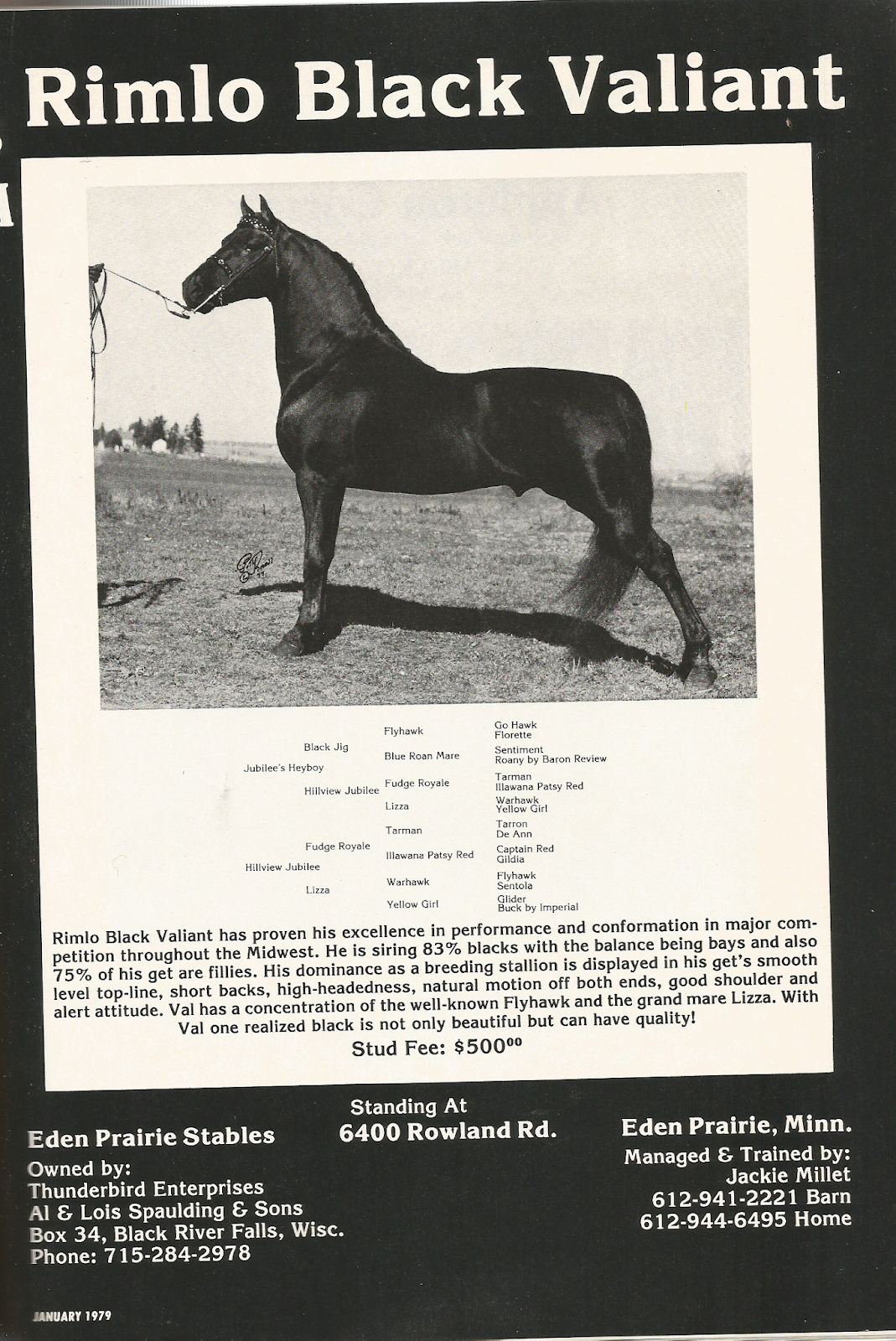 Old Morgans: Rimlo Black Valiant 1/79 TMH