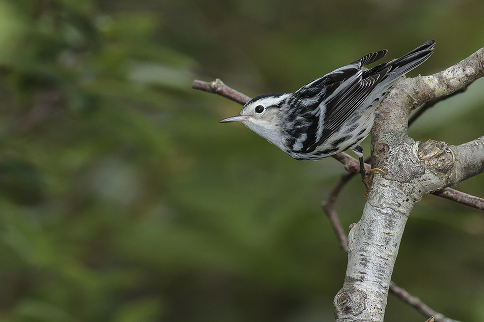 South Shore Birder: 2018
