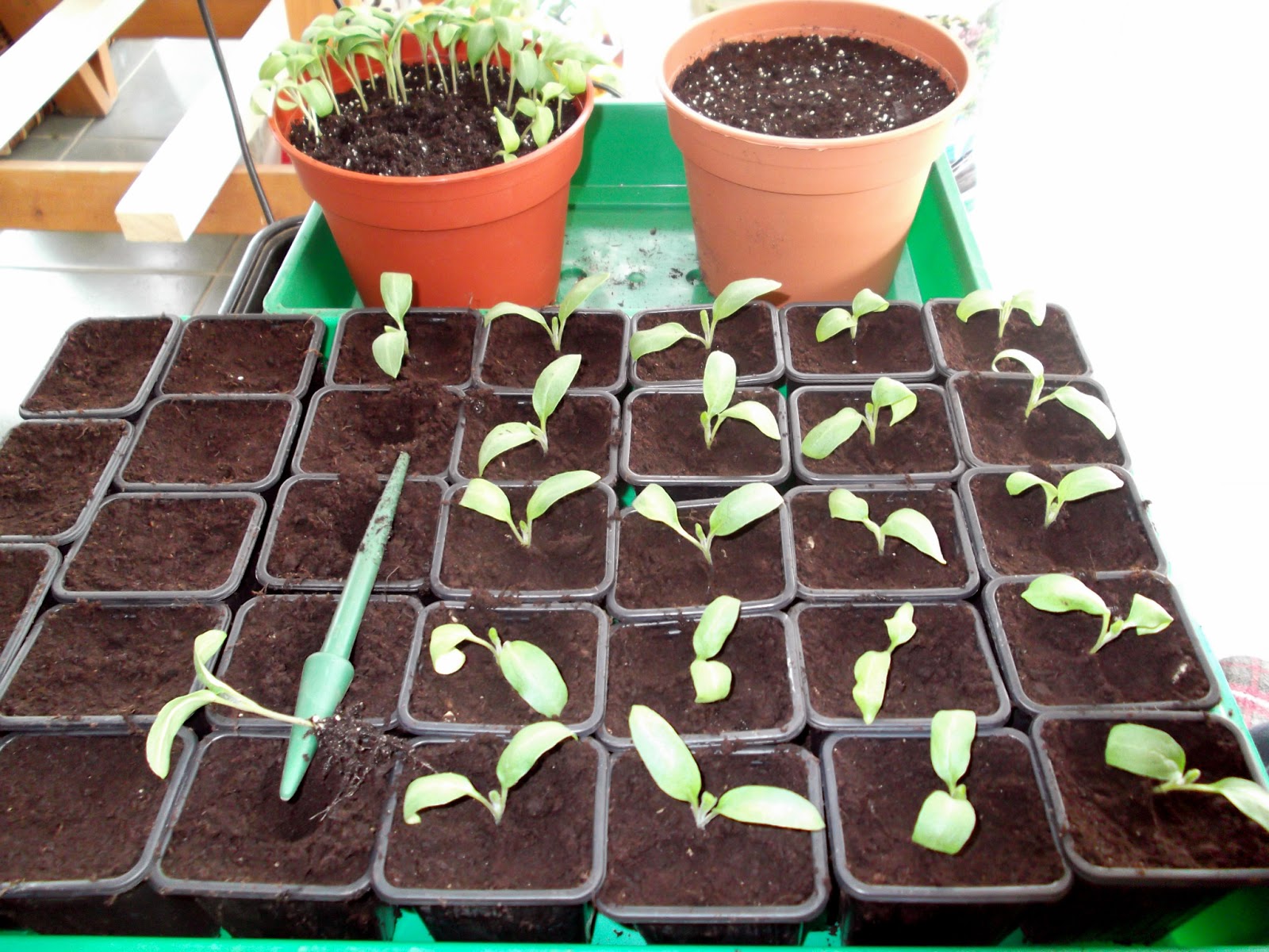 PASSION TOMATES: Repiquage du jour