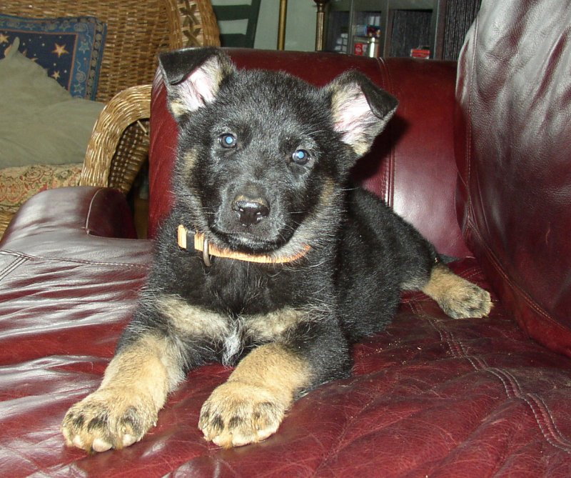 Throw the Ball!: SADDLES AND BICOLORS