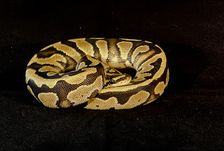 Snakehouse Exotics
