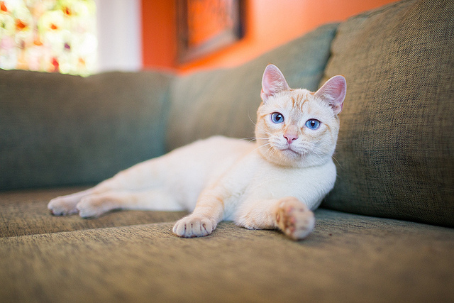 Pet Photography by Anthony Helton