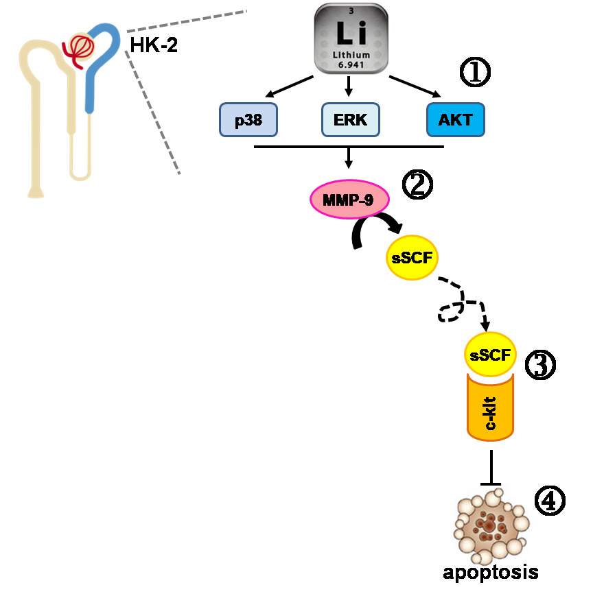 Lithium and the Kidney: Love it or Hate it? - Researchers of Emory