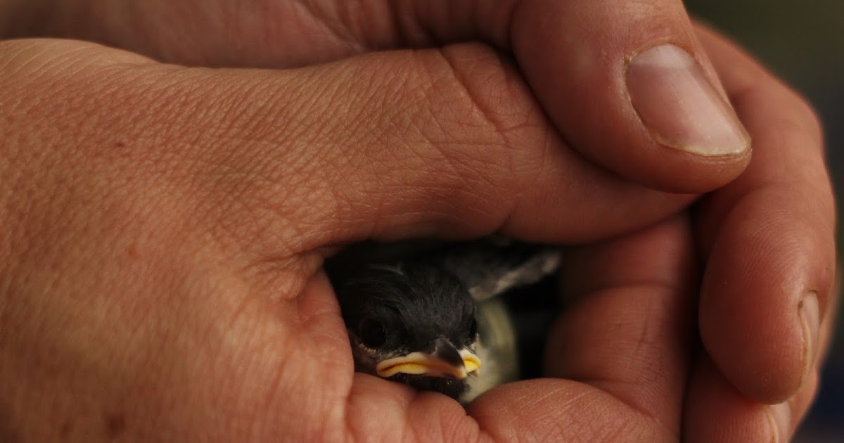 Den Spatz in der Hand: Ein Spatz in unsrer Hand!