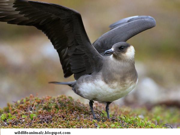 Arctic Skua Bird Facts & Images | The Wildlife
