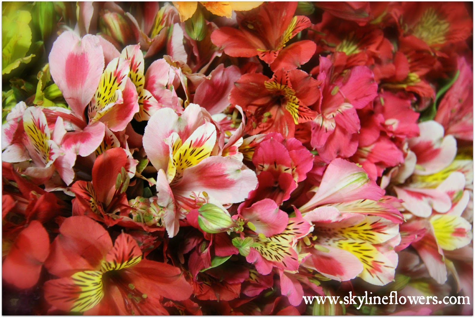 Skyline Flower Growers: Gorgeous Alstroemeria symbolizes friendship
