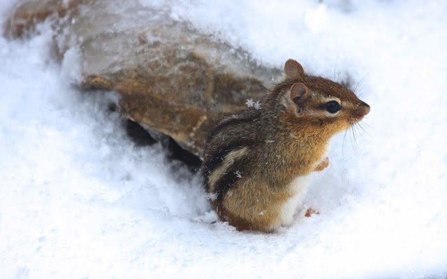 Gale's Photo and Birding Blog: Chipmunk in the Snow