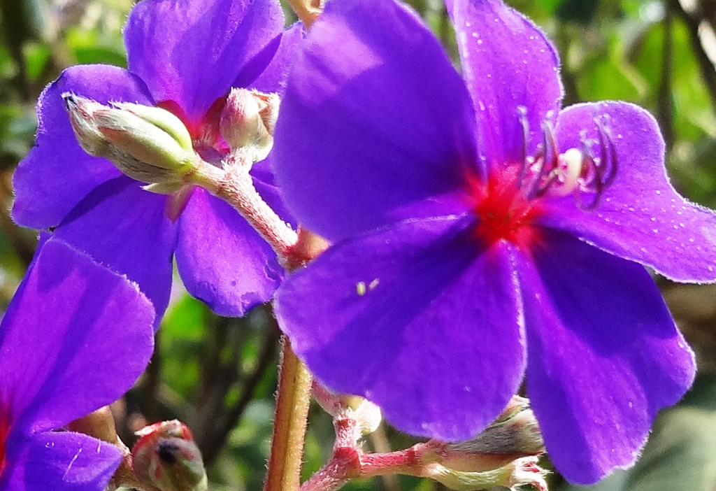 Natureza...lindaaaaaaaa!!: Flores... do mato, do nosso jardim ...