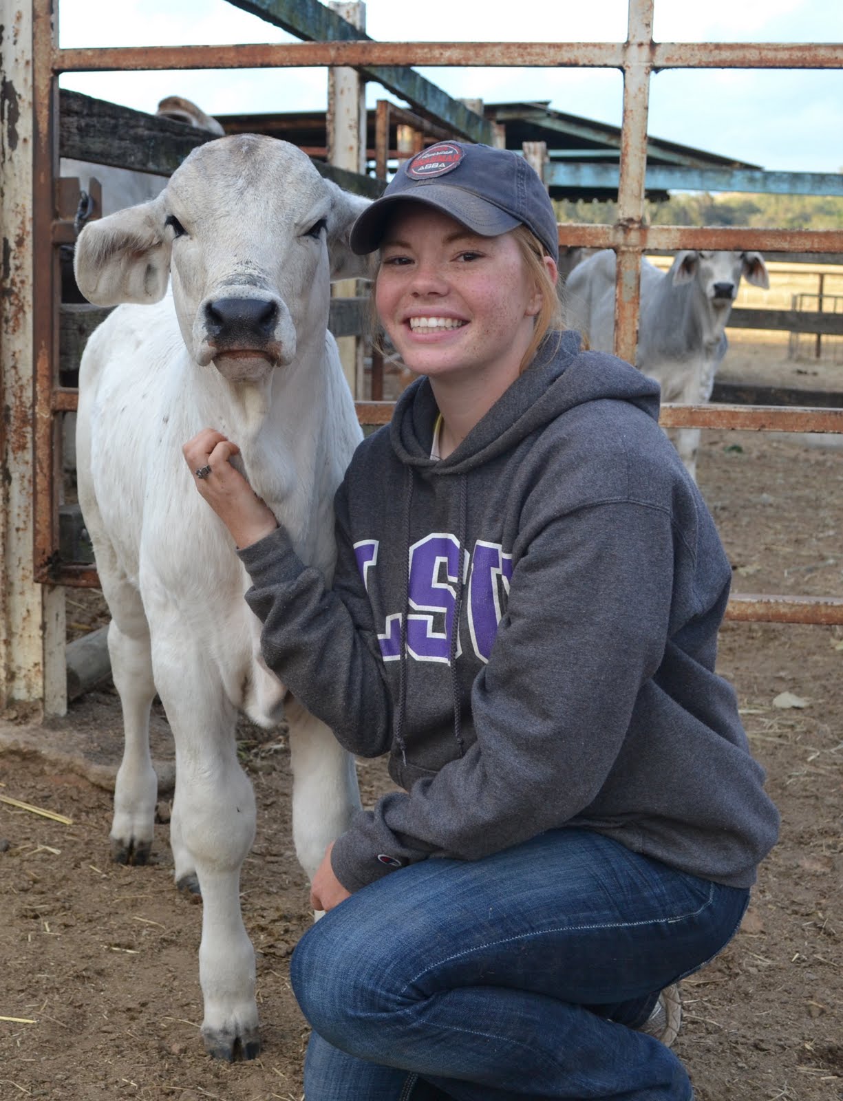Brahmans in the Outback