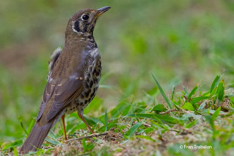ZAGROS NATURE IMAGES: Chinese Thrush