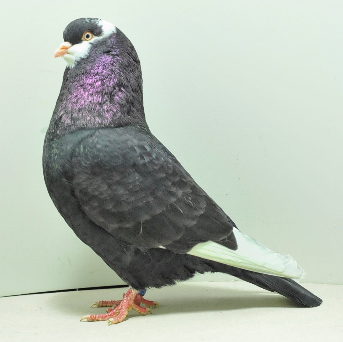 American Roller | BD PIGEONS