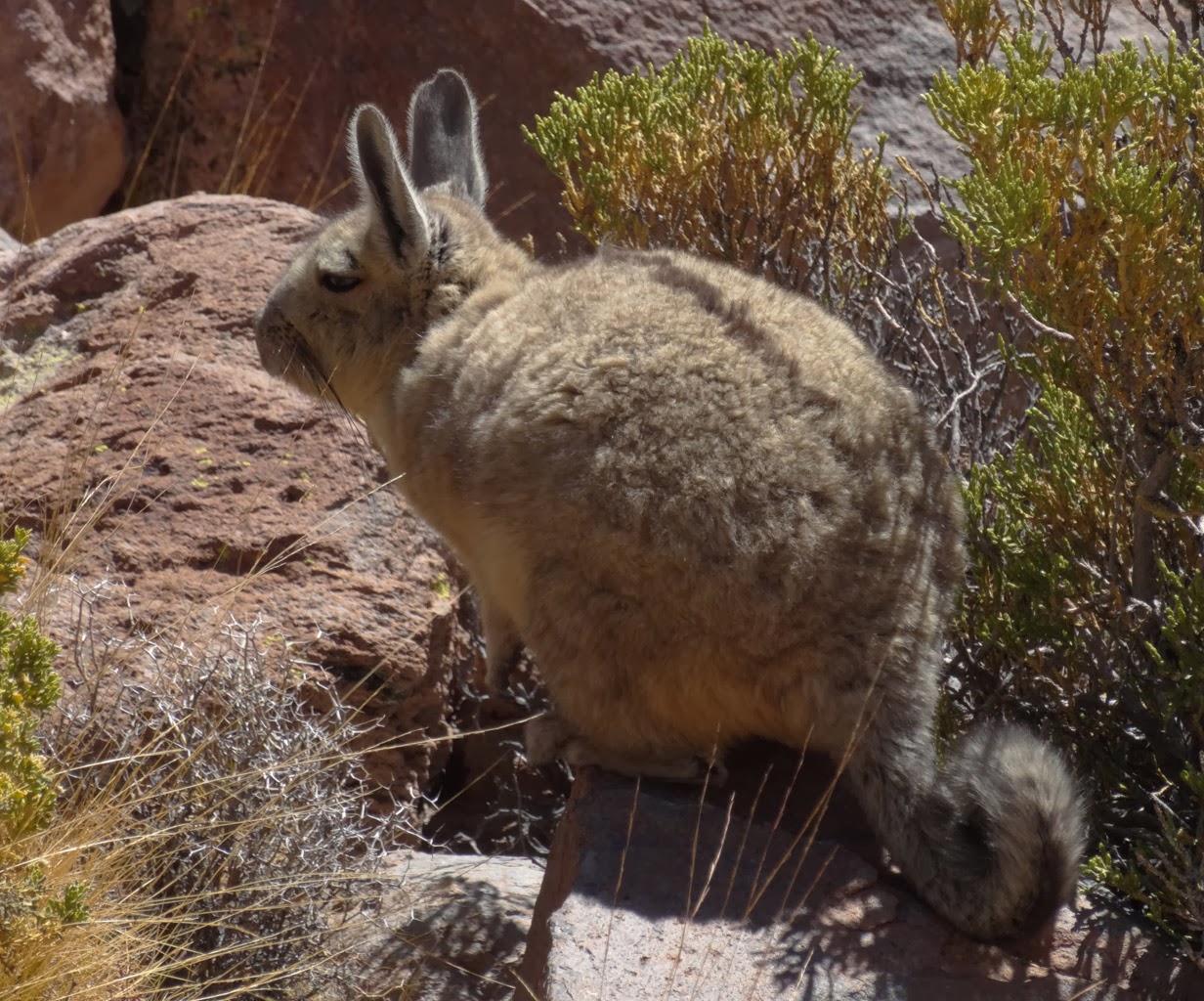 Wildeep's Illuminations: Viscacha