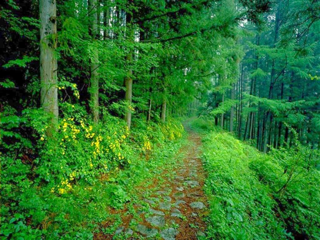 Beautiful Very Nice Forest Wallpapers