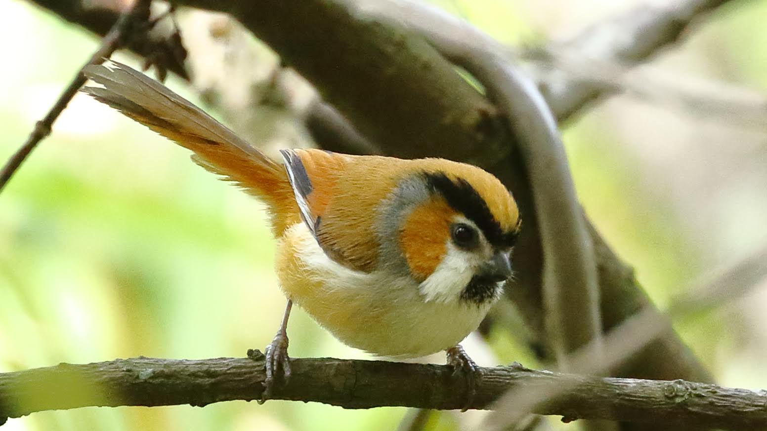 Birding ! Driving ! Soul-searching !: Parrotbill