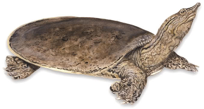 Apai Sali Merau Ngena Kerubong Lelabi - Bujang Pegari