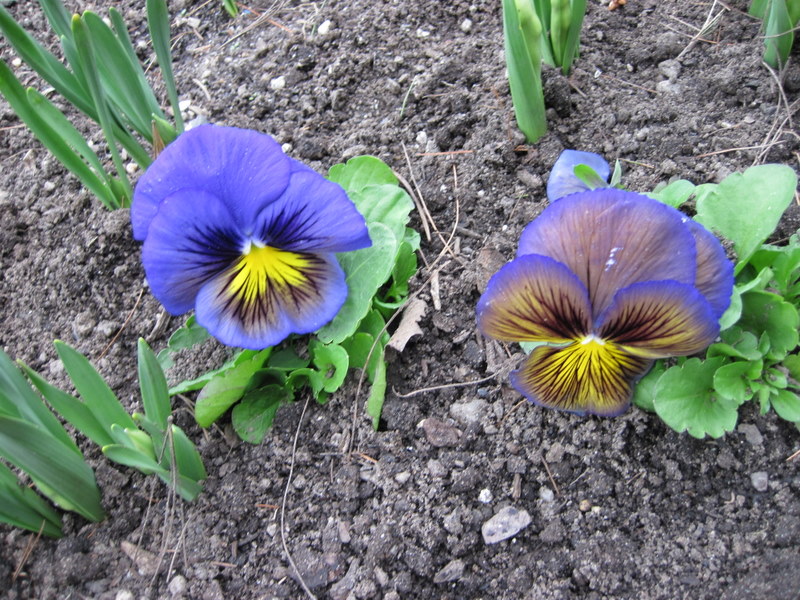 macam-macam gambar bunga dan namanya