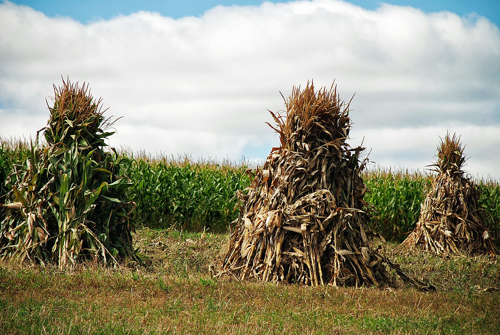 down a country road: corn stacks