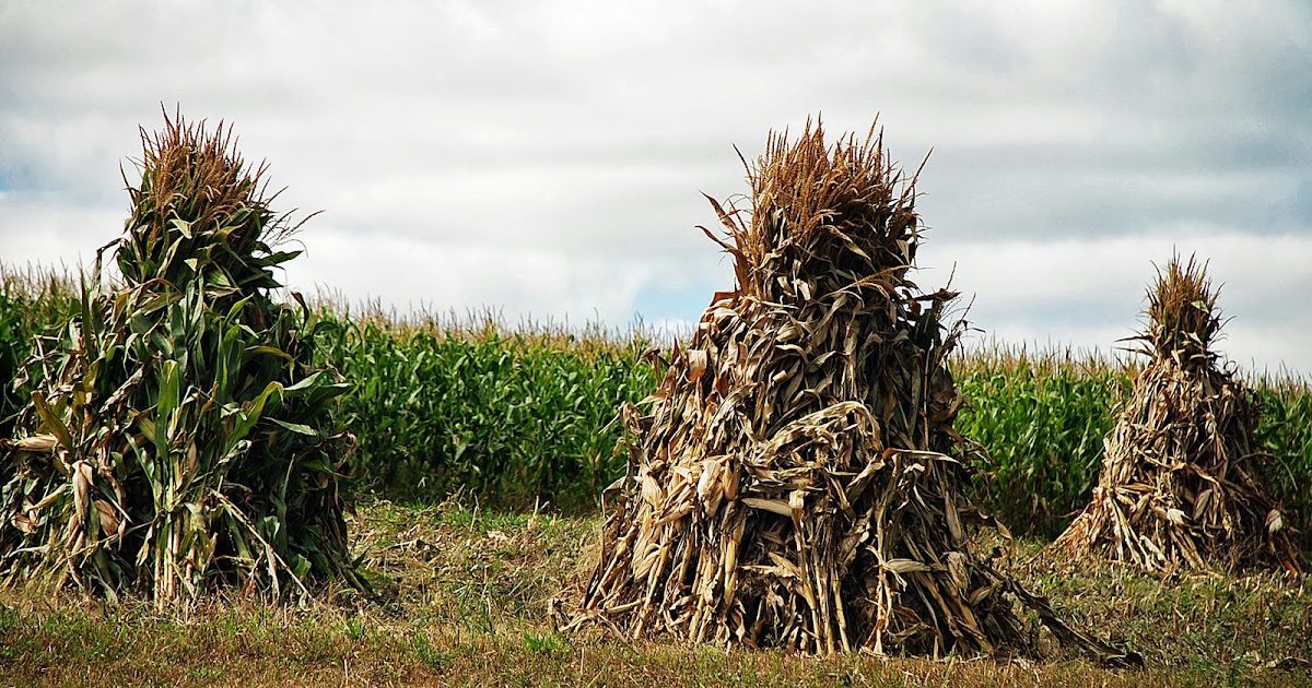 down a country road: corn stacks