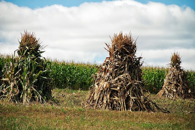 the farmer