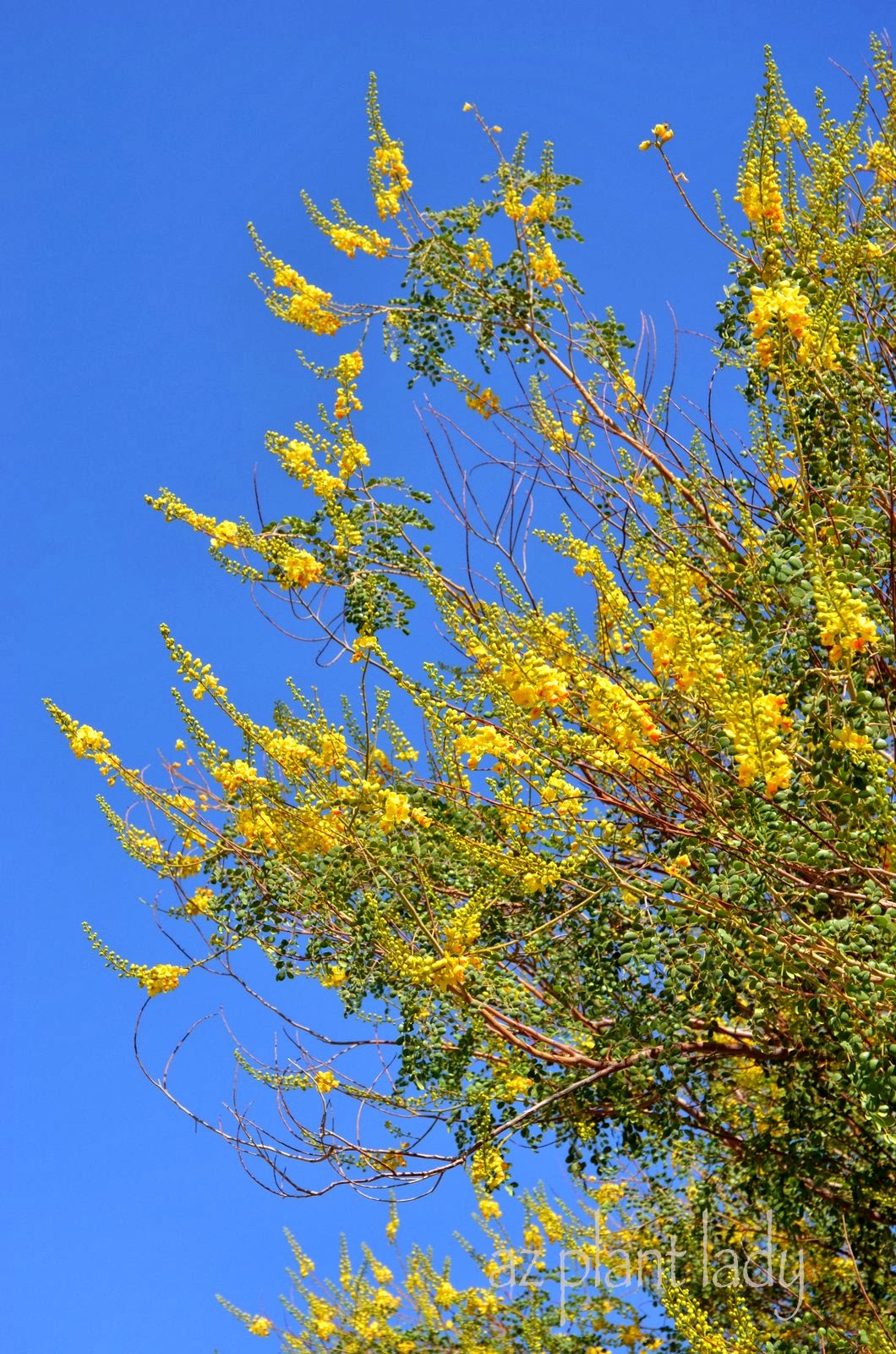 What's Happening In My Fall Garden... - Ramblings from a Desert Garden