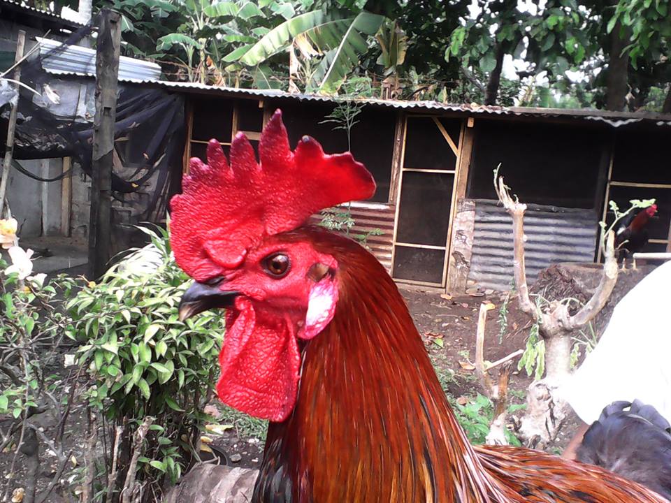 Gamefowl breeders: Peruvian Gamefowl