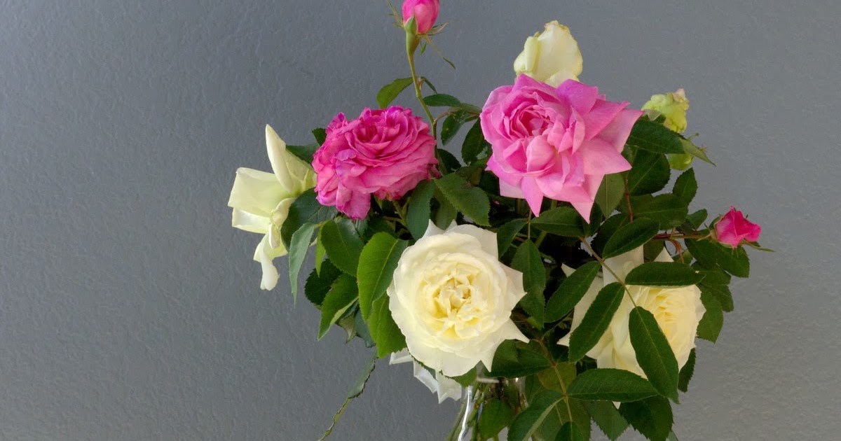 Organic Garden Dreams: December Roses