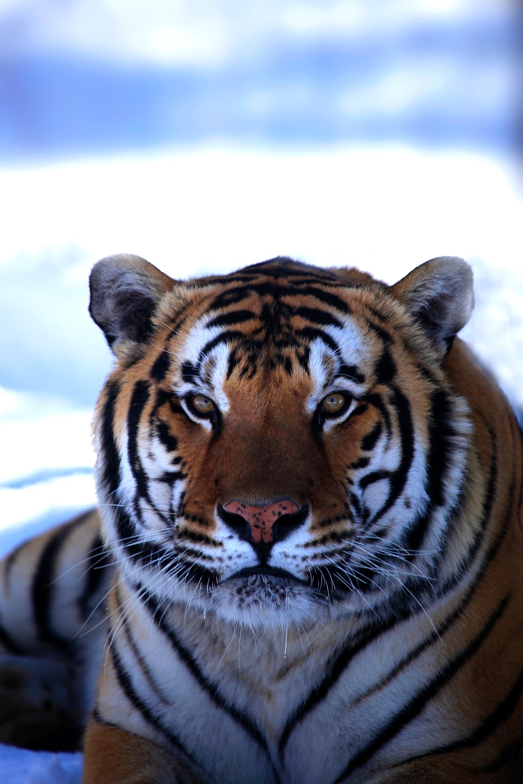 Buffalo River Photography: Tiger photo shoot