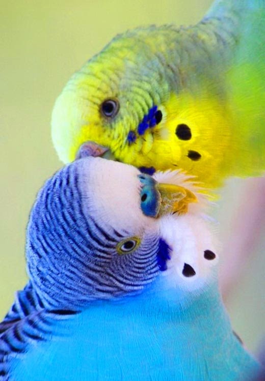 Zwierzaki domowe: Papuga falista