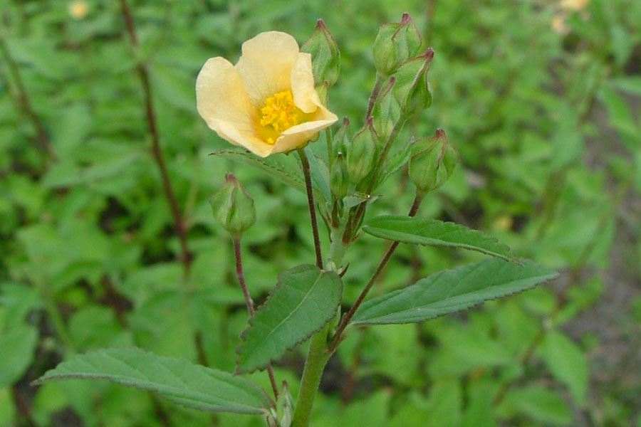 Weeds of Sri Lanka: Babila (බැබිල) Sida rhombifolia