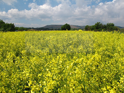 Flora medicinal, alimenticia y artesanal de la Ribera Navarra: Brassica ...