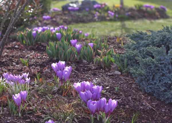 VW Garden: Little March Beauties
