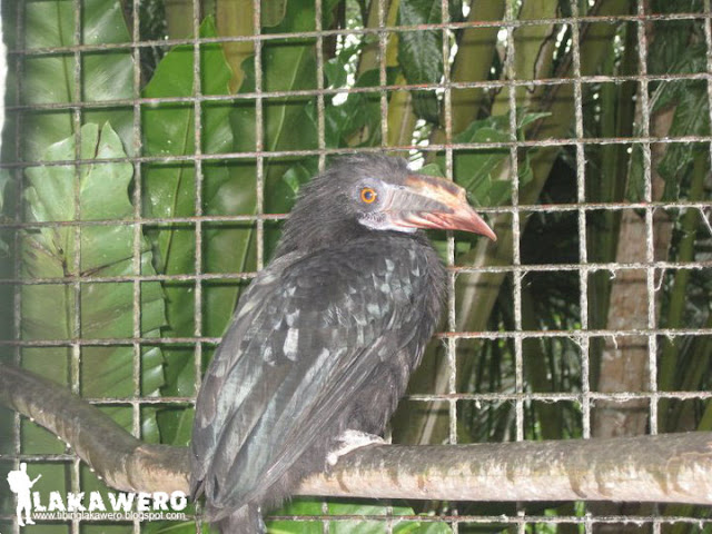 Lakawero: Lakawero Meets Prony the Python at Bohol