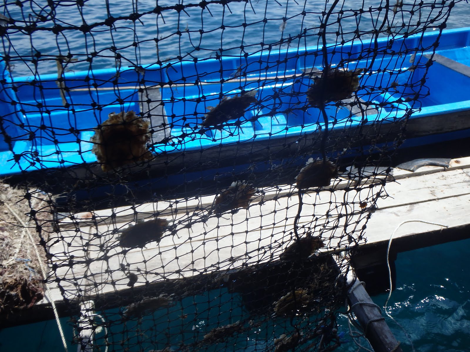 Hadi Purwanto: Budidaya Kerang Mutiara di Kepulauan Kei