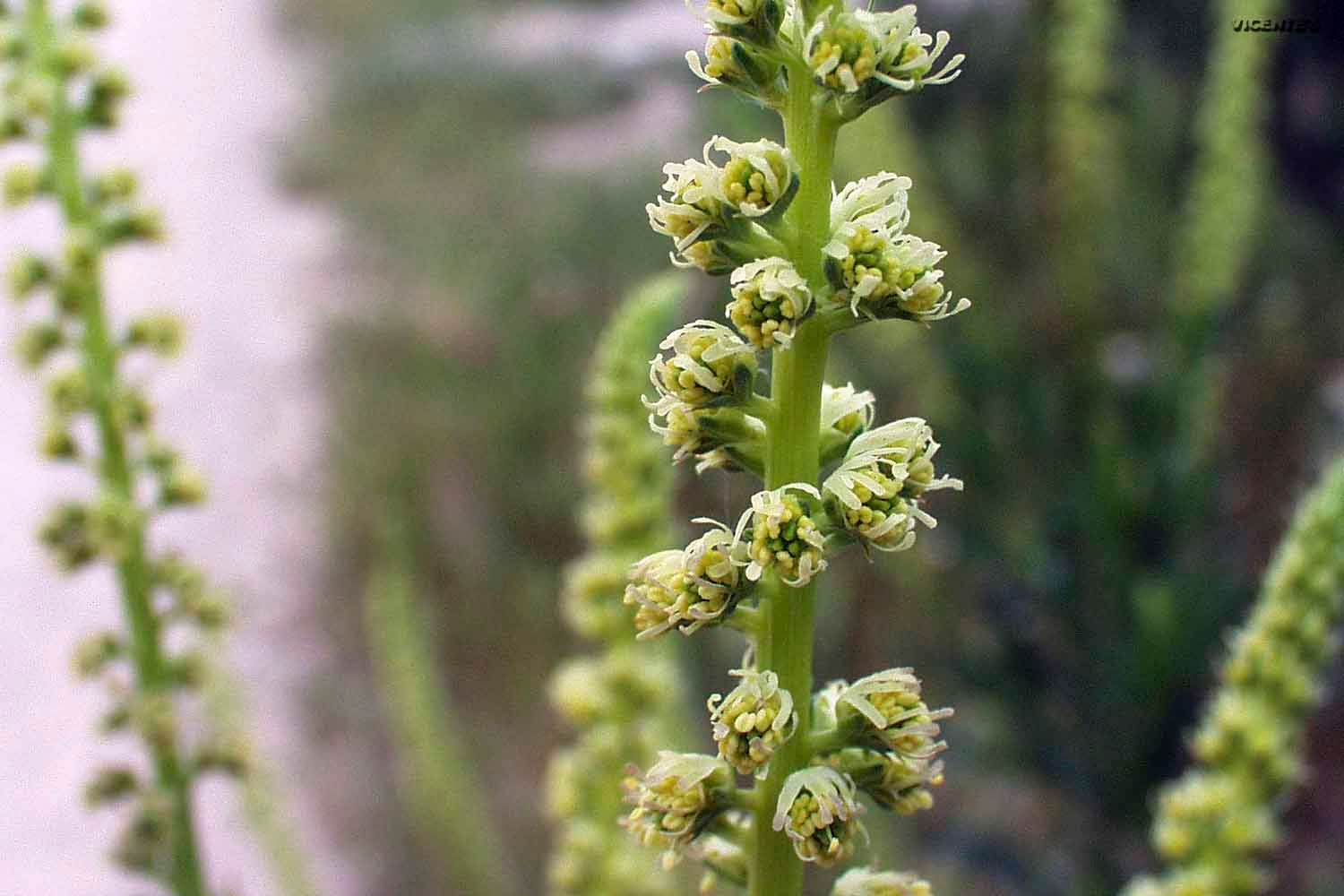 Las flores silvestres de Hormaza: Reseda luteola