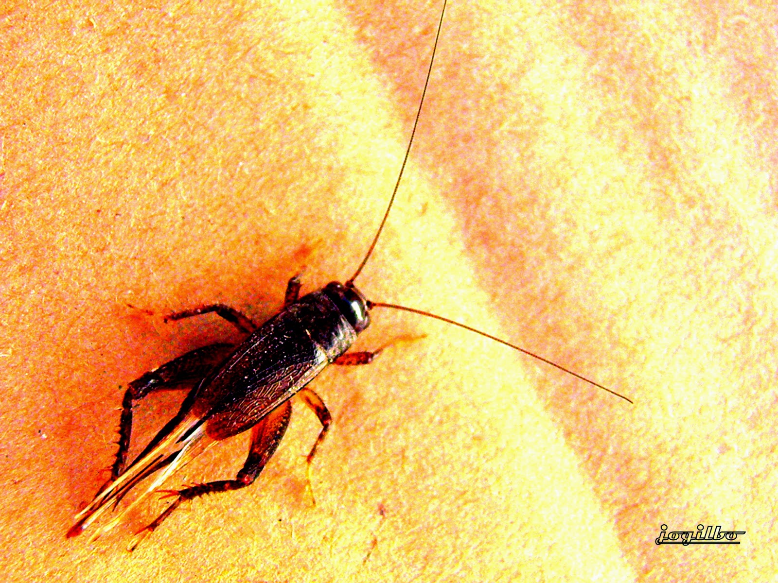 benquerer: Grilo-doméstico (Acheta domesticus)