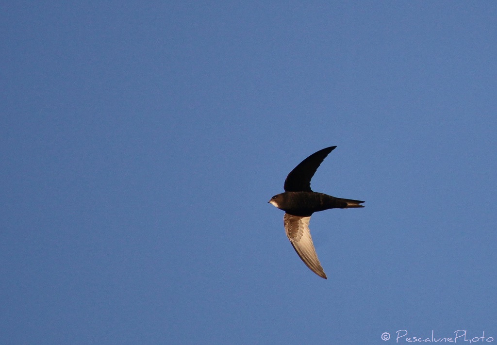 Pescalune Photo: Martinet noir (Apus apus), Common Swift