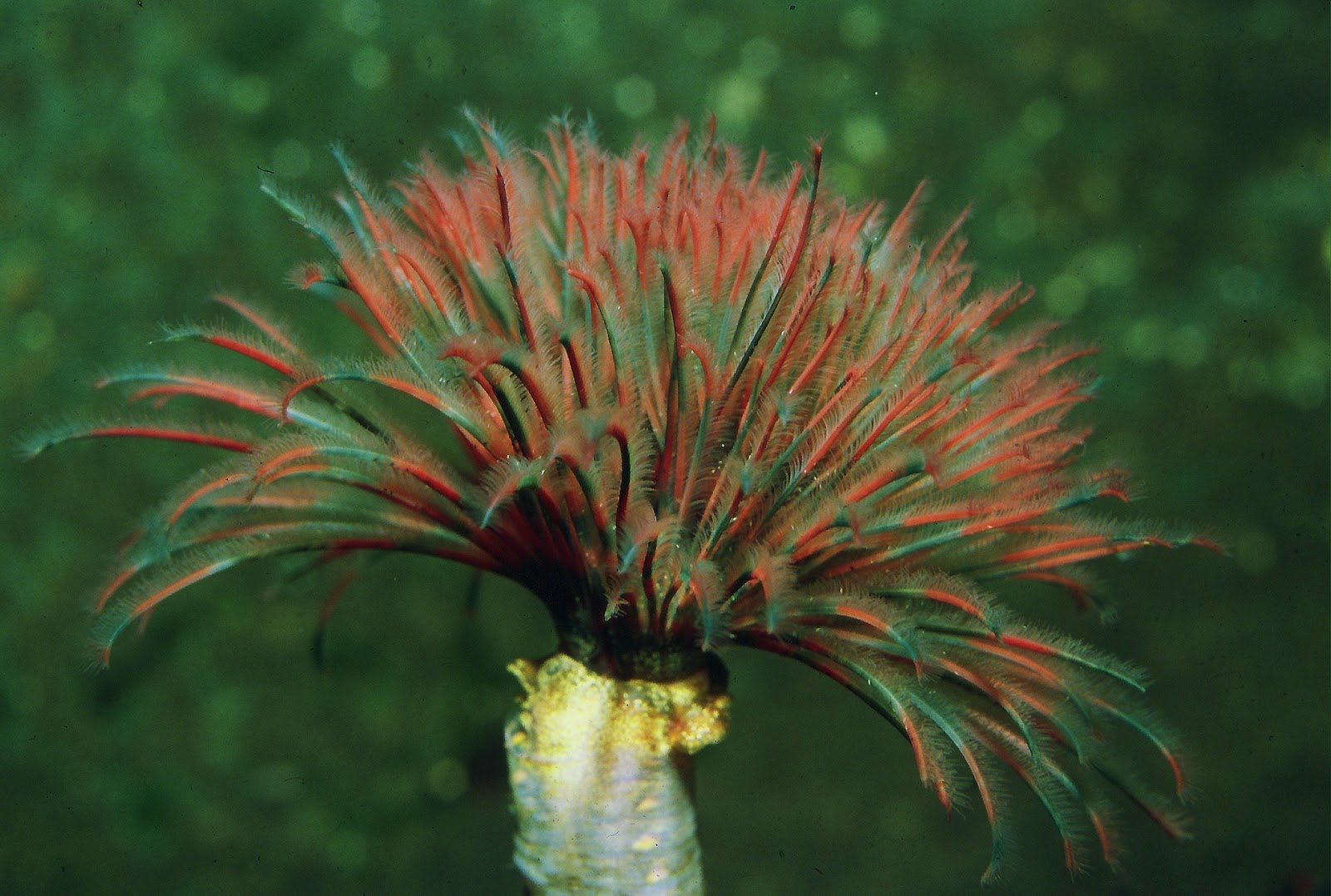 Buzz's Marine Life of Puget Sound: May 27, 2013