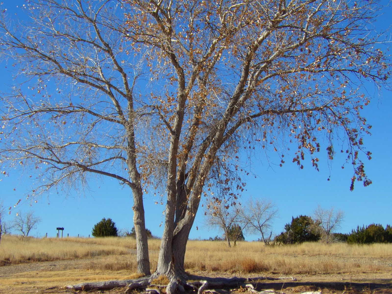 Sumner Lake State Park, Fort Sumner, New Mexico