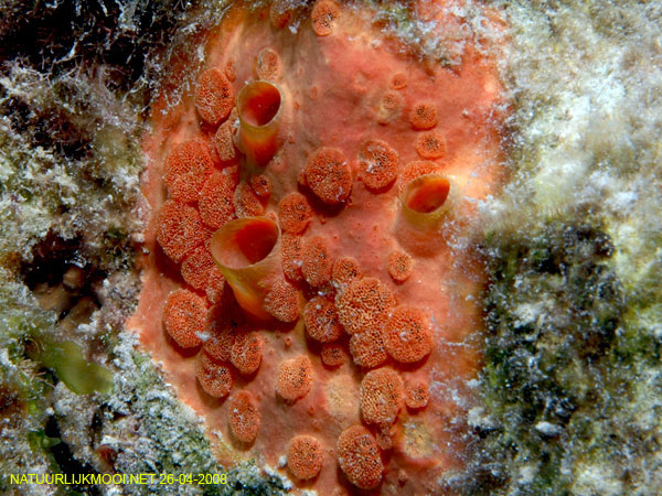 Info animales: DEMOSPONJAS